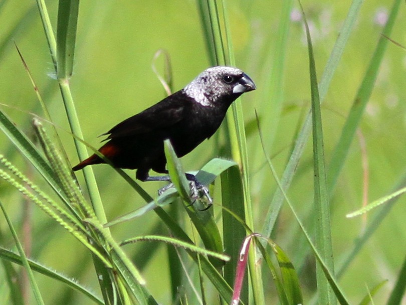 Hunstein-non - eBird