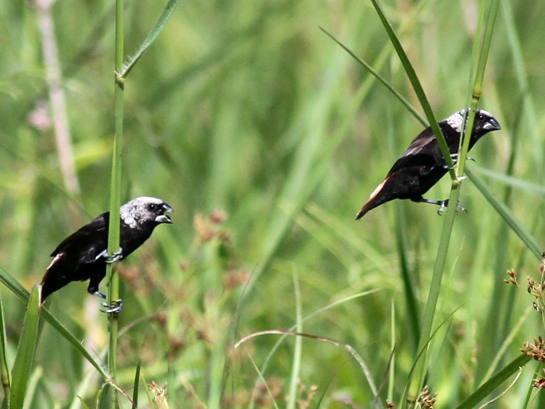 Mottled Munia - eBird