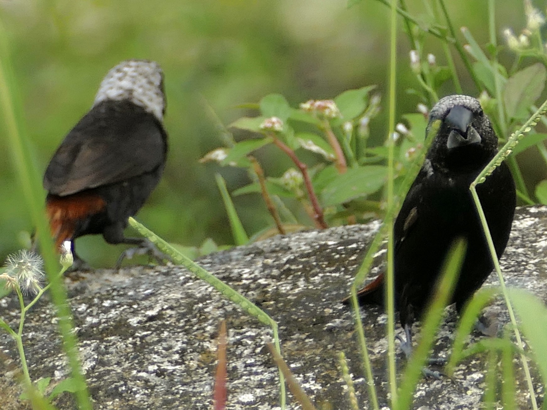 Hunstein-non - eBird