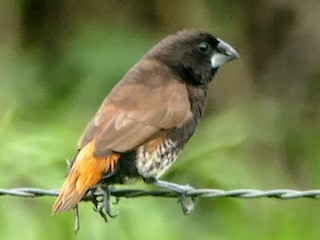 Bismarck Munia - eBird