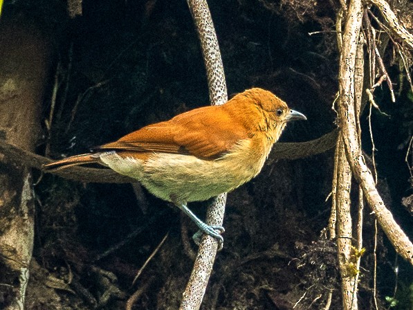 Cinnamon Ibon - eBird