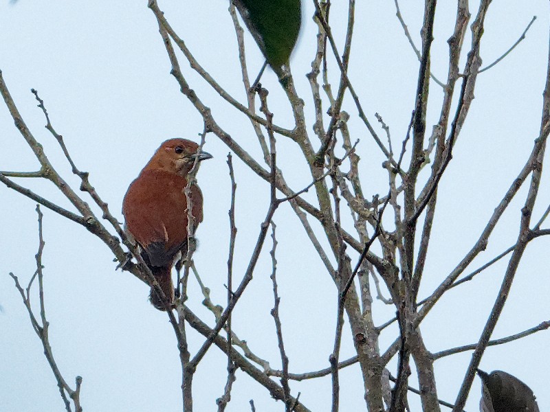 Cinnamon Ibon - eBird