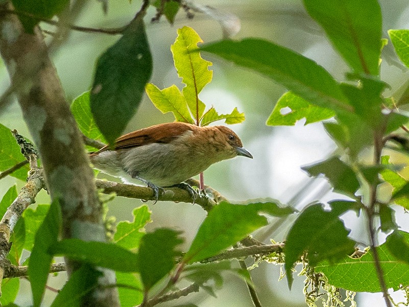 Cinnamon Ibon - eBird