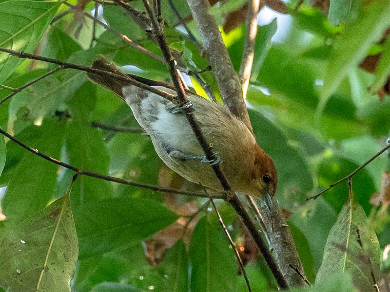 Cinnamon Ibon - eBird