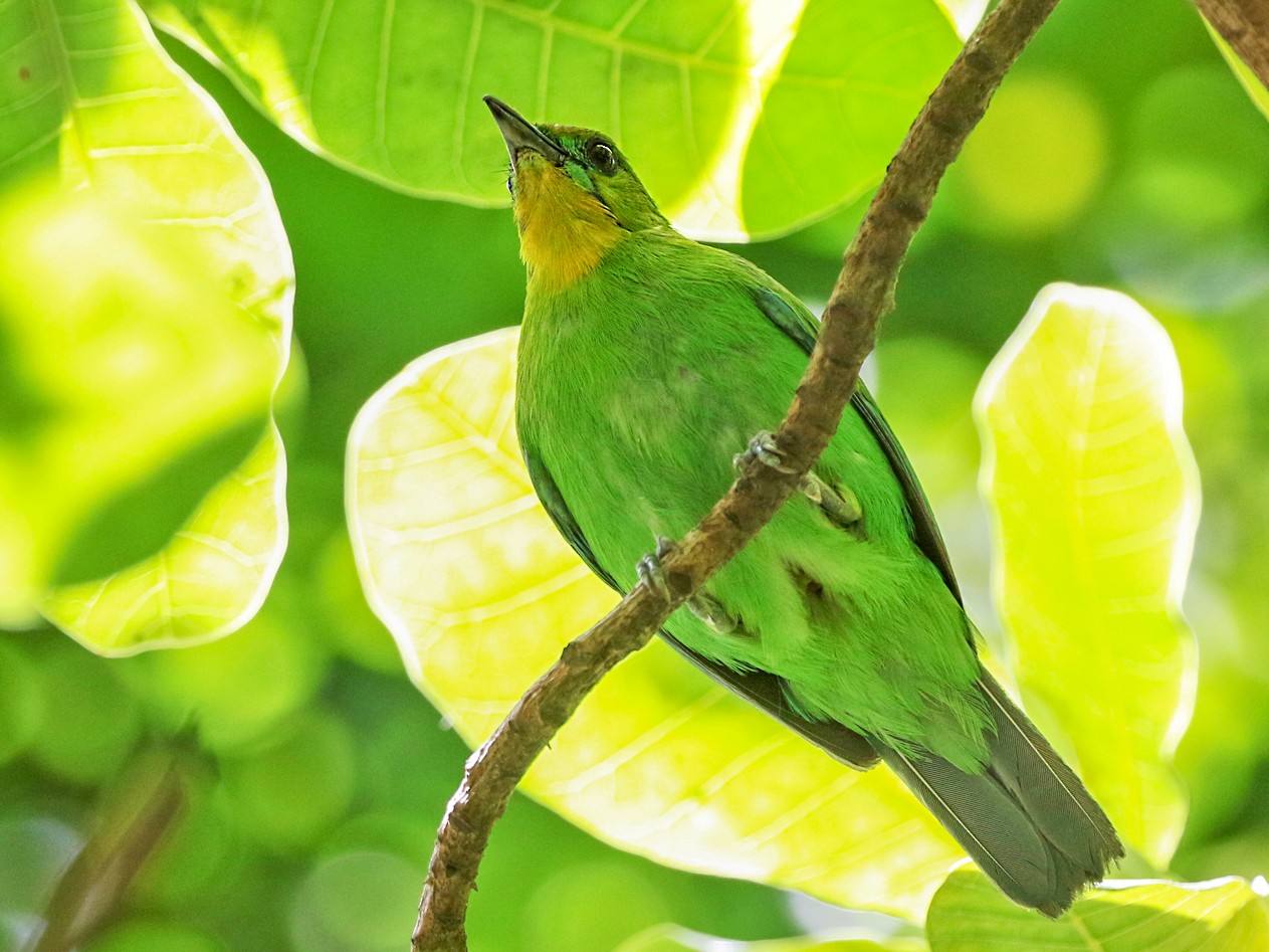 Yellow-throated Leafbird - eBird