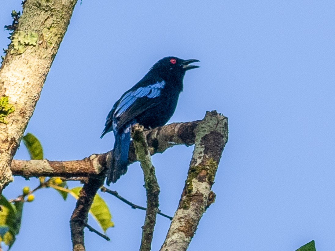 Philippine Fairy-bluebird - eBird
