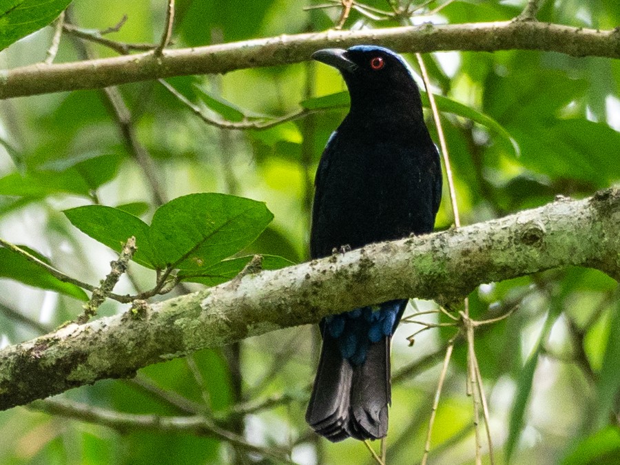 Philippine Fairy-bluebird - eBird
