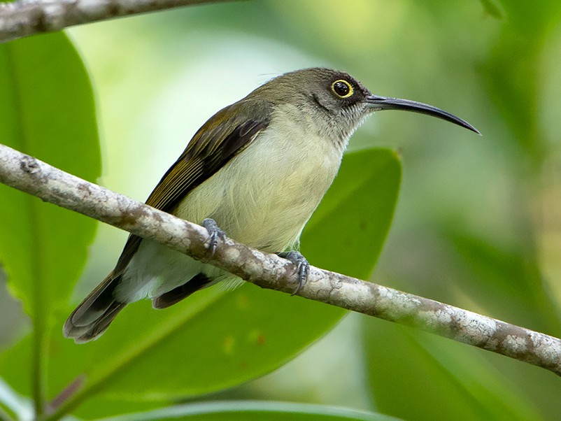 Pale Spiderhunter - eBird
