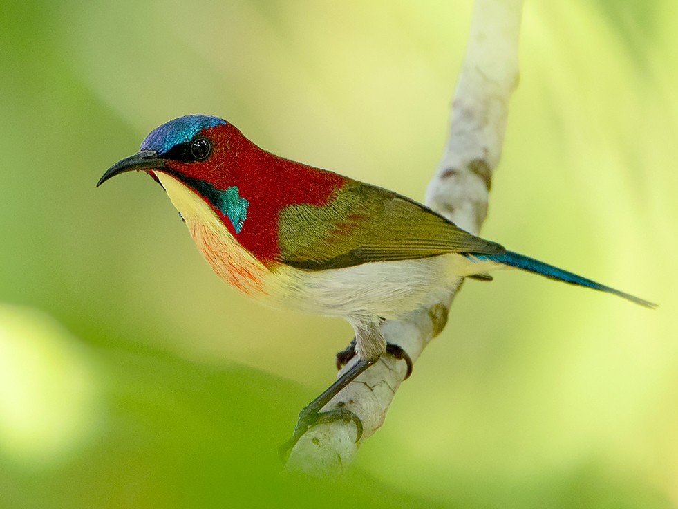 Lovely Sunbird - eBird
