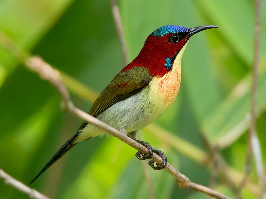 Lovely Sunbird - eBird