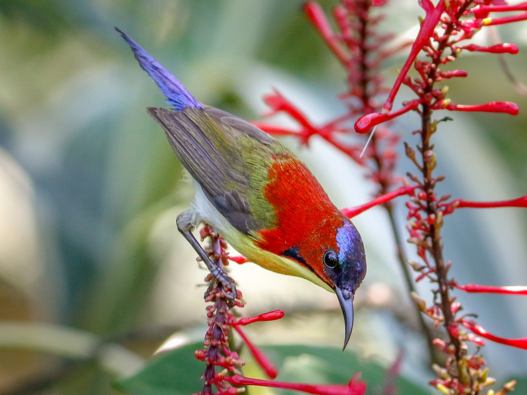 Lovely Sunbird - eBird