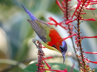 Lovely Sunbird - eBird