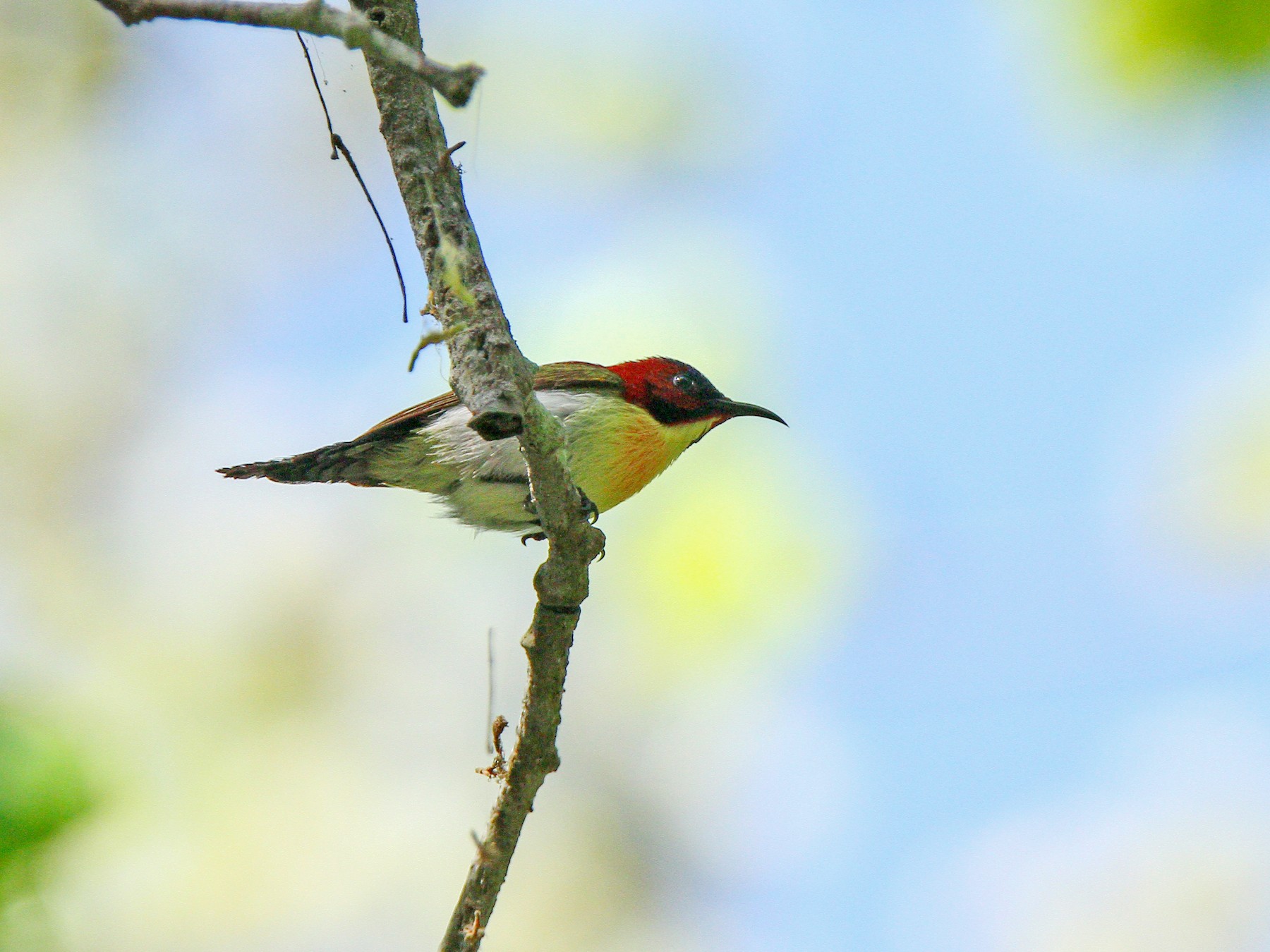 Lovely Sunbird - eBird