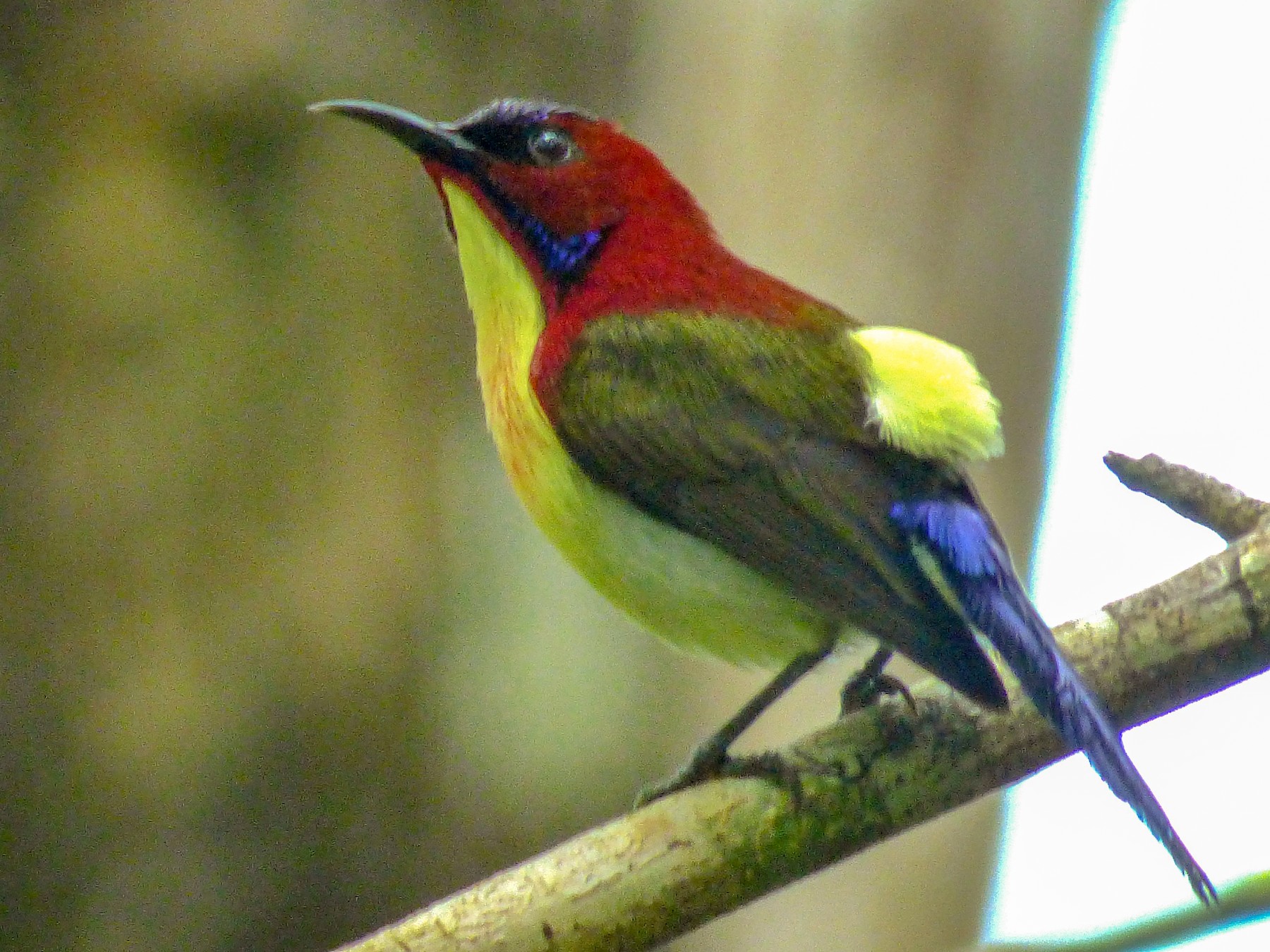 Lovely Sunbird - eBird