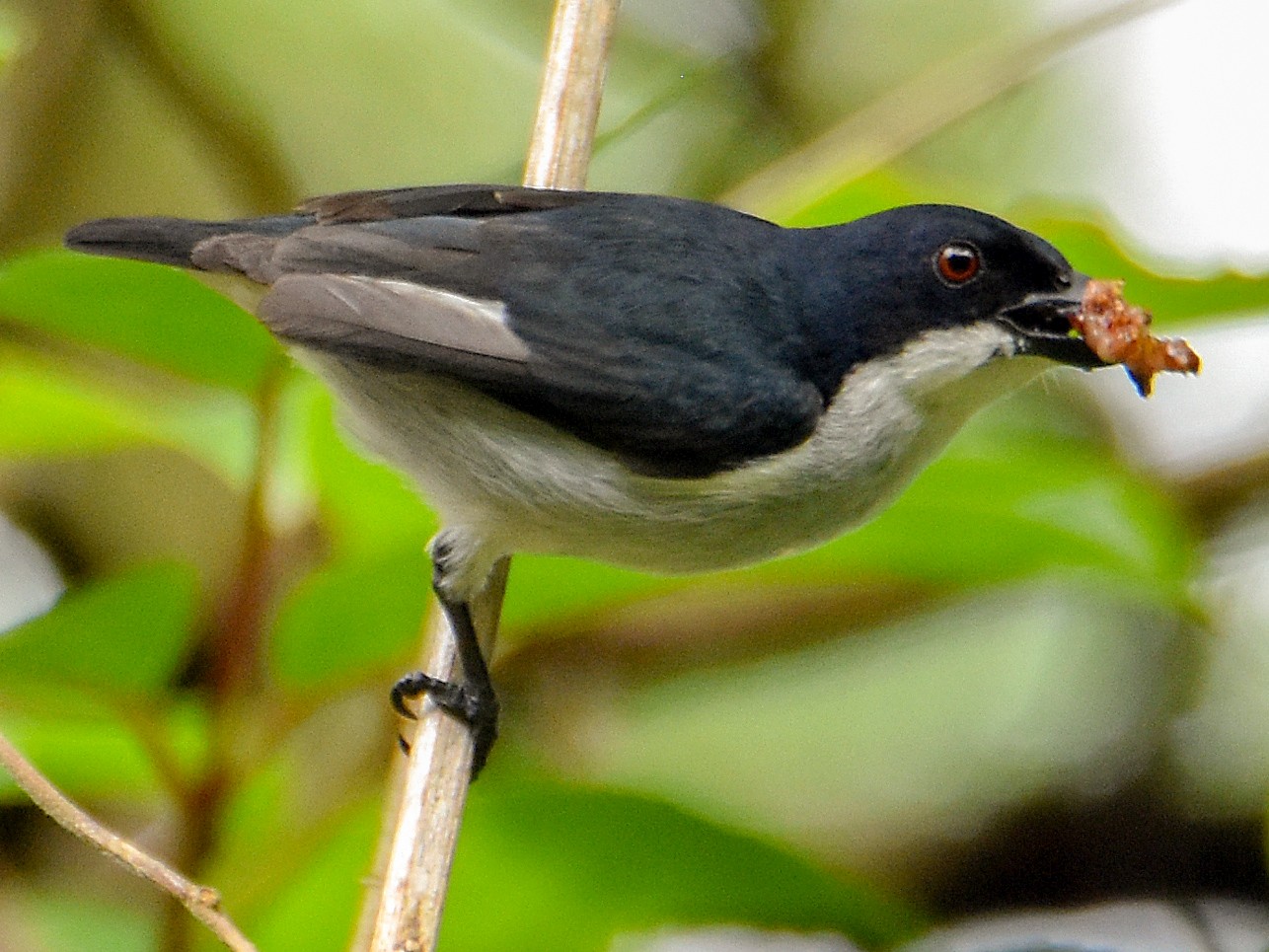 Bicolored Flowerpecker - eBird