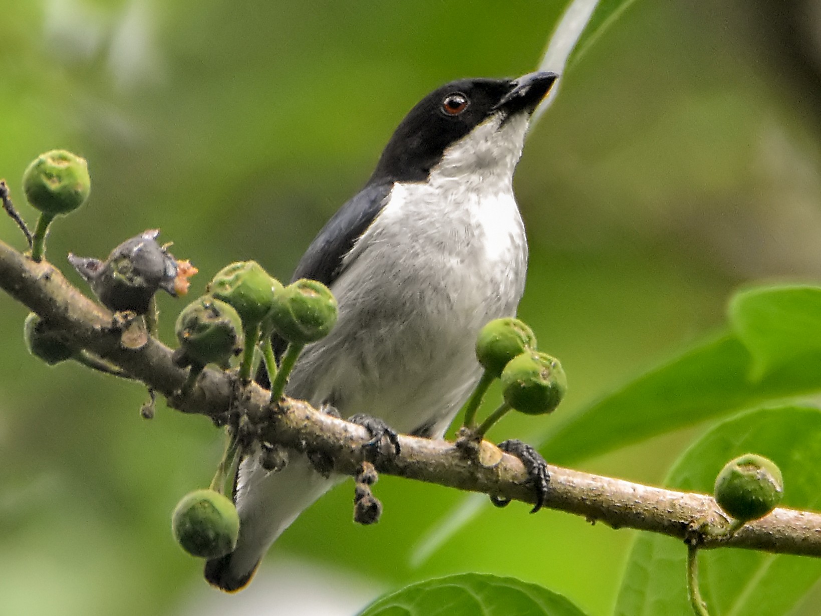 Bicolored Flowerpecker - eBird