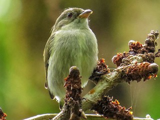 Bicolored Flowerpecker - eBird