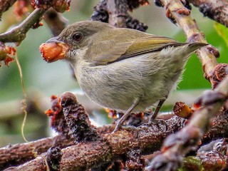 Bicolored Flowerpecker - eBird