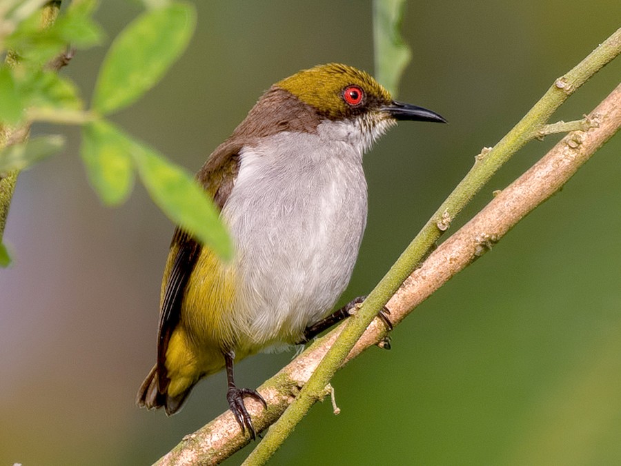Olive-capped Flowerpecker - eBird