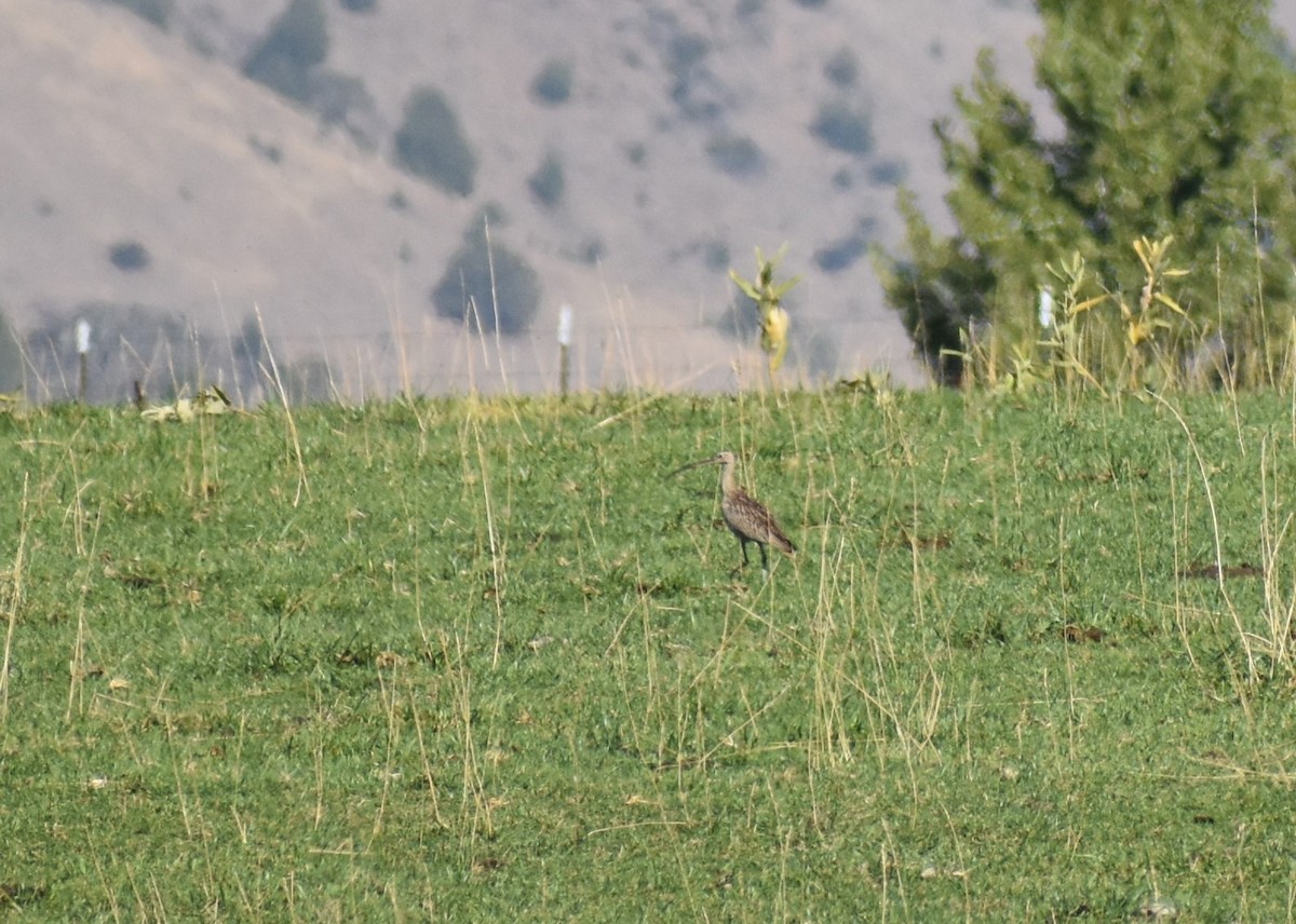 eBird Checklist - 29 Sep 2020 - Golf Course - 4 species (+1 other taxa)