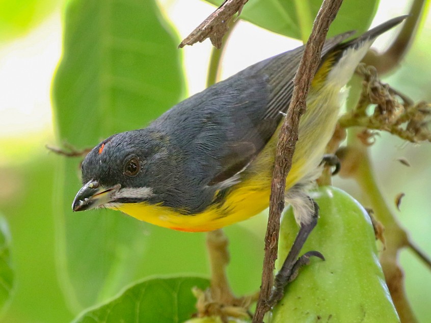 Palawan Flowerpecker - eBird