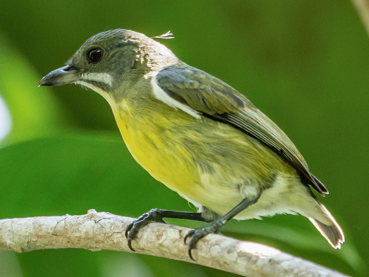 Palawan Flowerpecker - eBird