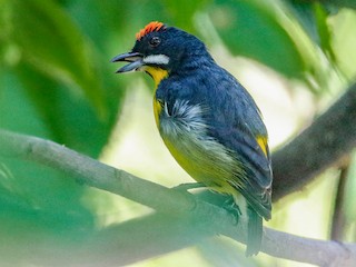 Palawan Flowerpecker - eBird