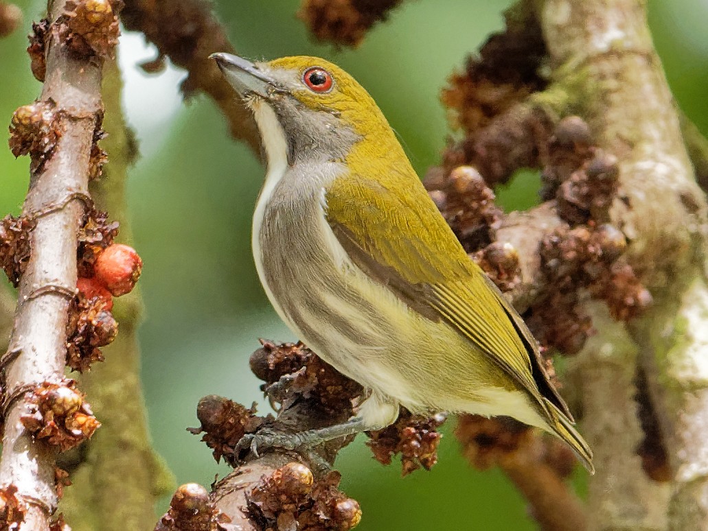 Olive-backed Flowerpecker - eBird