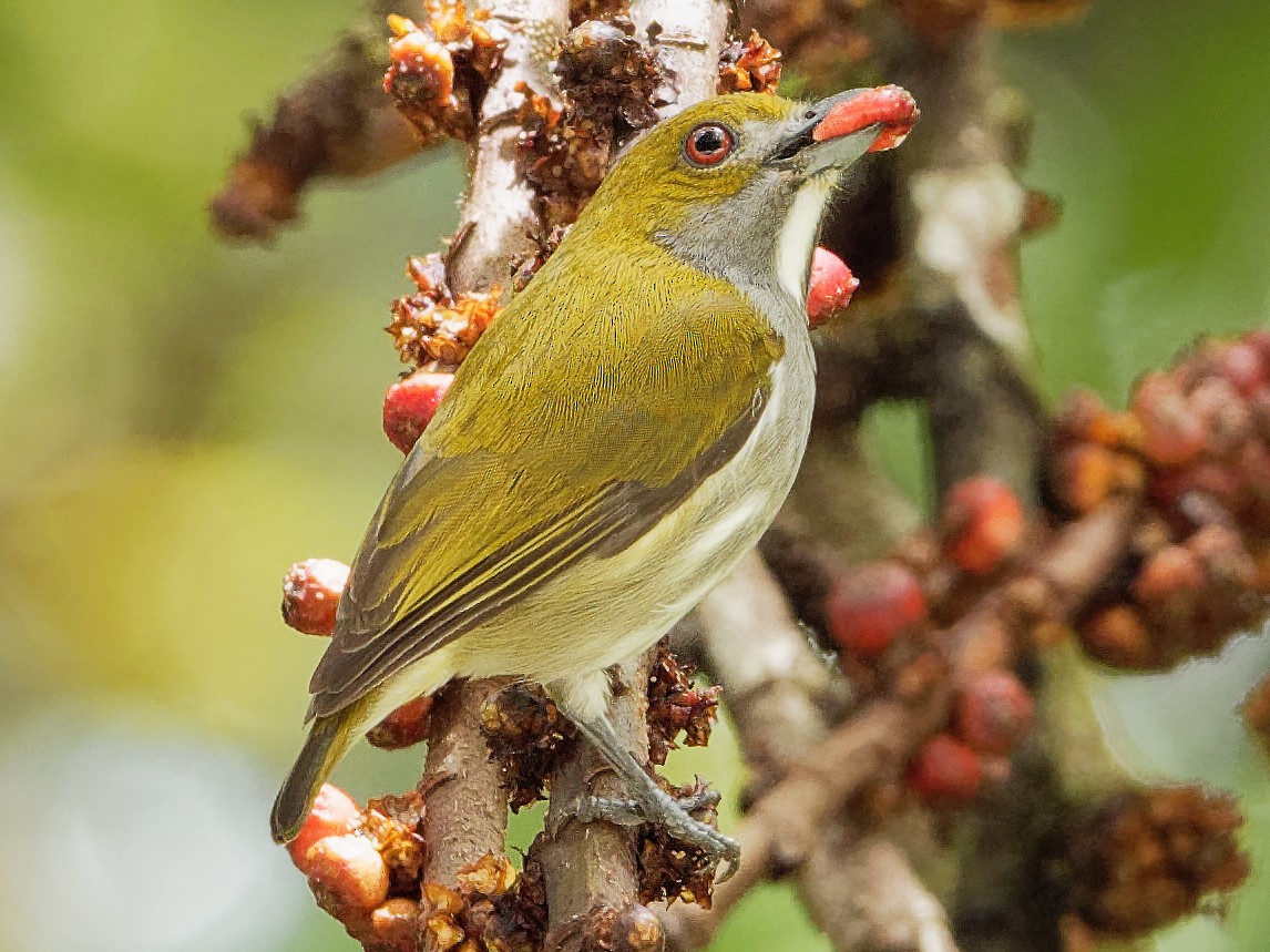 Olive-backed Flowerpecker - eBird