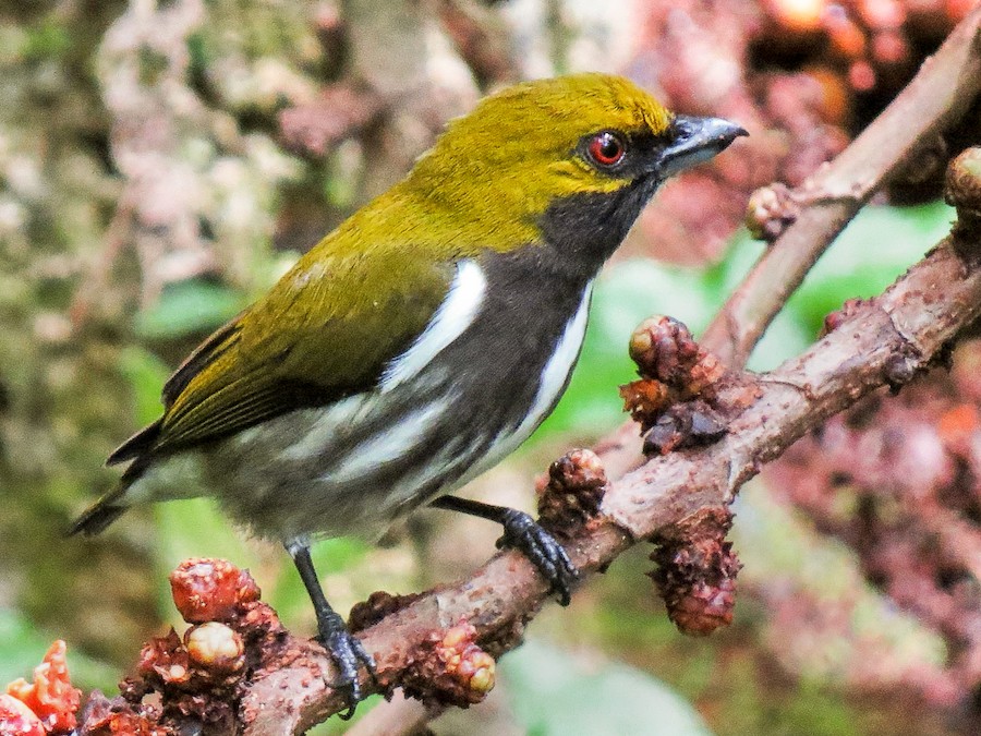 Olive-backed Flowerpecker - eBird