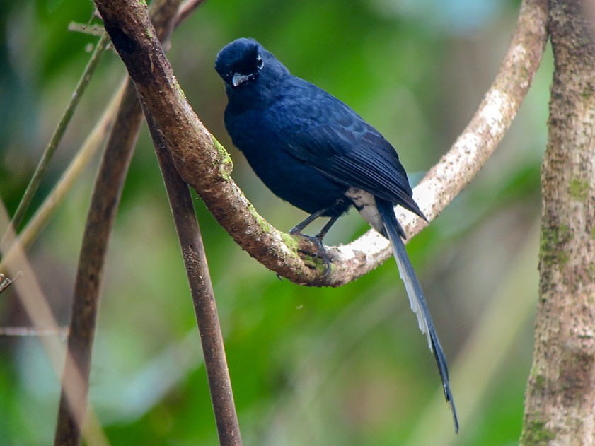 White-vented Shama - eBird