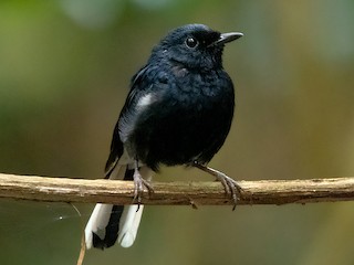 White-vented Shama - eBird