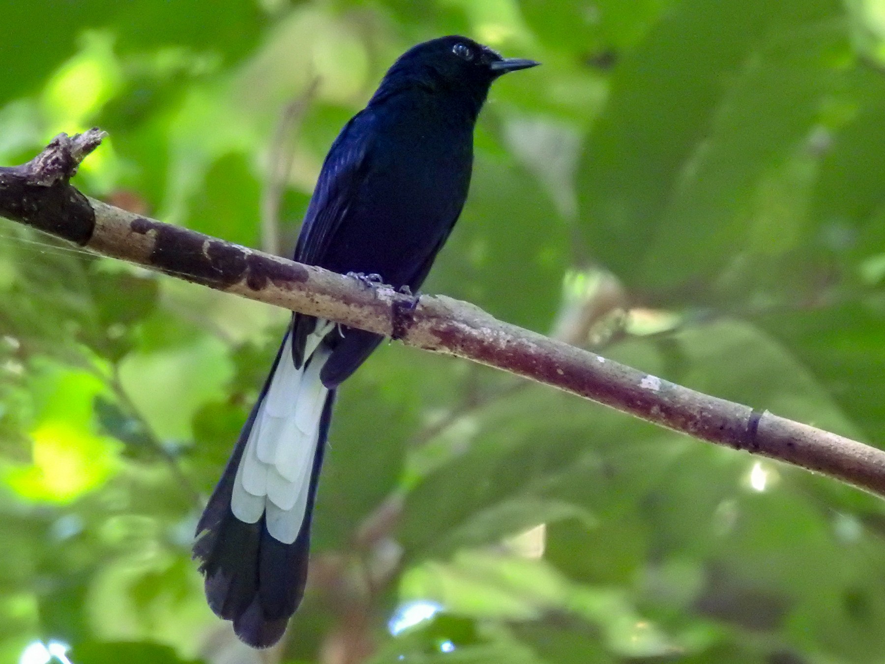 White-vented Shama - eBird
