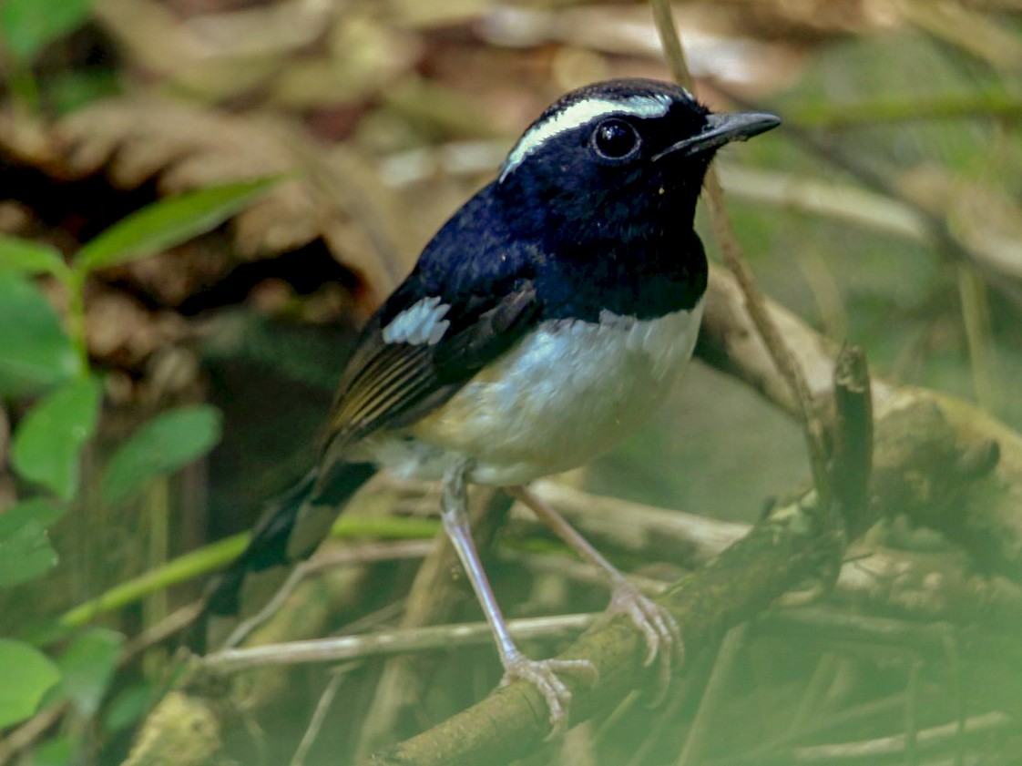 White-browed Shama - eBird