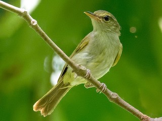 Philippine Leaf Warbler - eBird