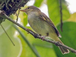 Philippine Leaf Warbler - eBird