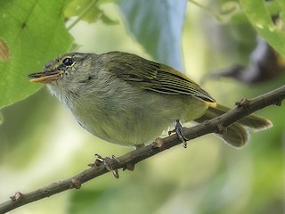 Philippine Leaf Warbler - eBird