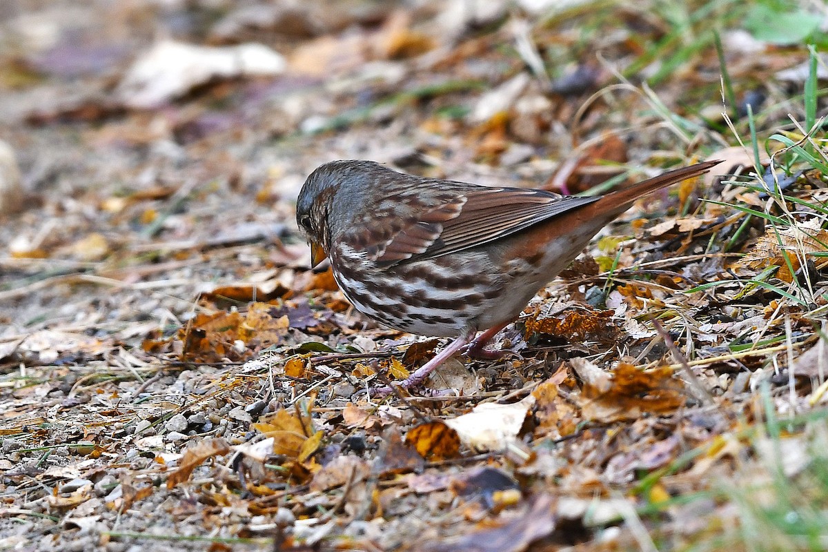 eBird Checklist - 29 Sep 2020 - Edmonton--Whitemud Creek, S of ...