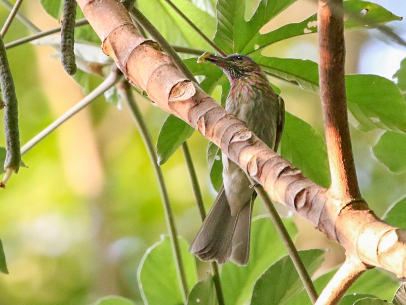 Visayan Bulbul - eBird