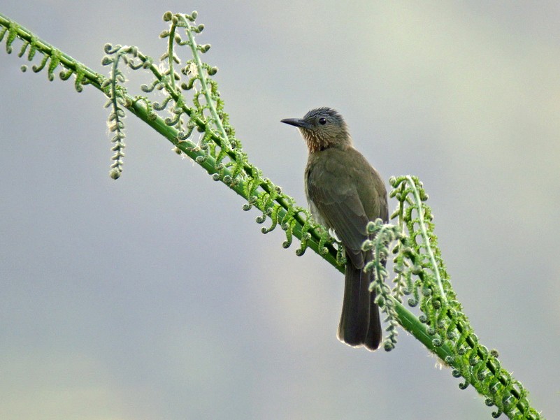 Visayan Bulbul - eBird