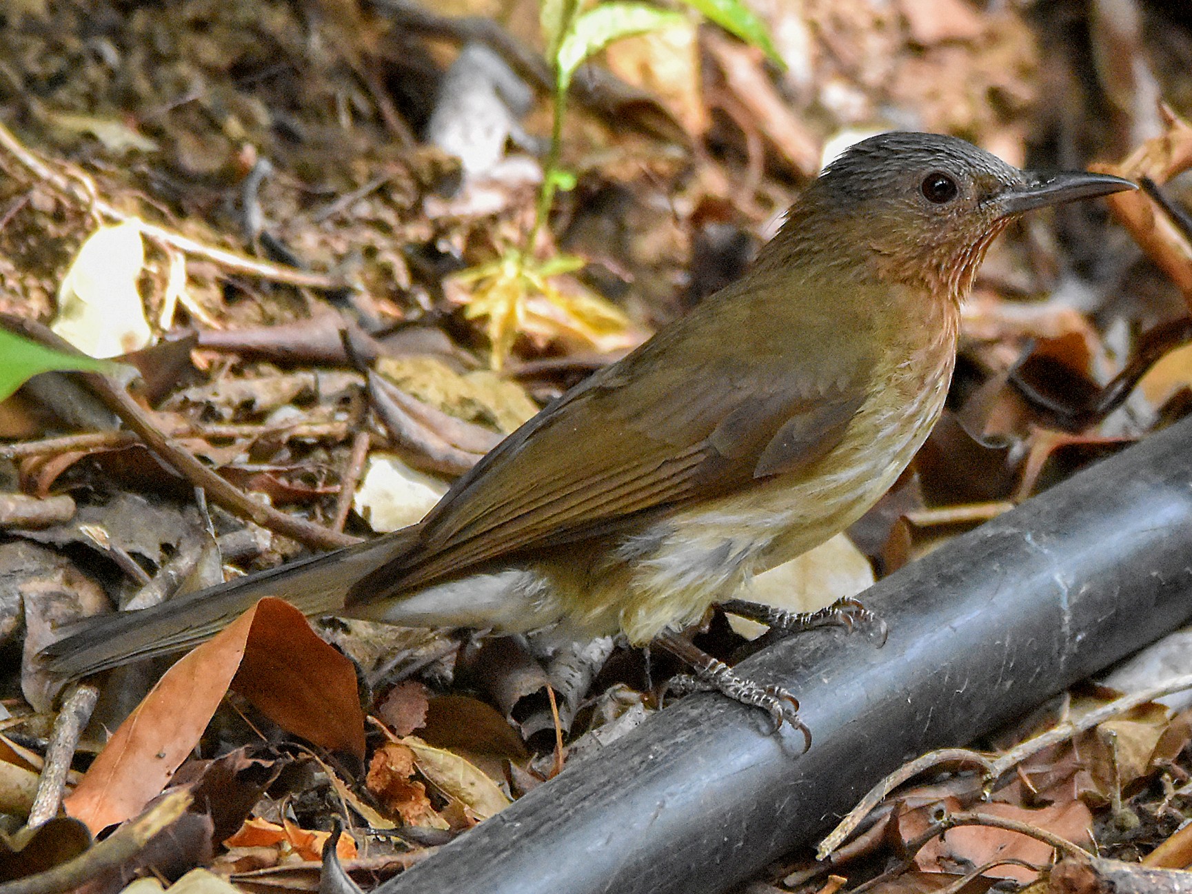 Visayan Bulbul - eBird