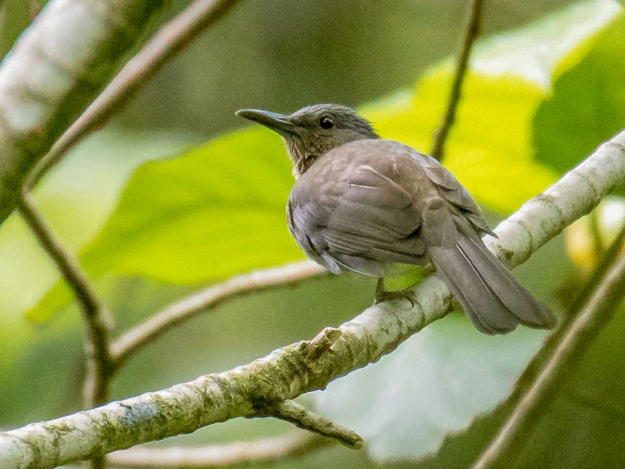 Visayan Bulbul - eBird