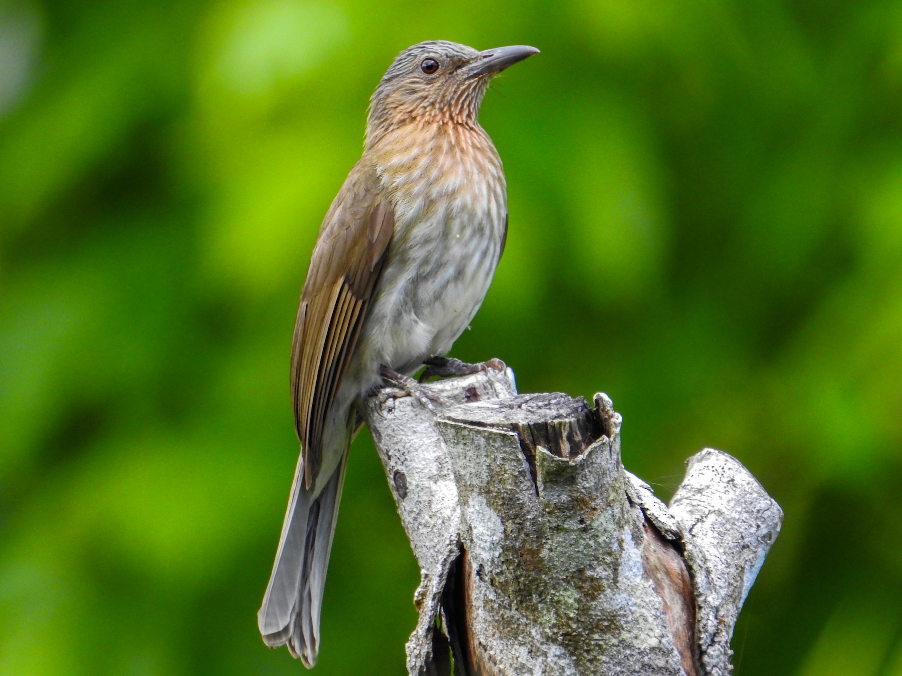 Visayan Bulbul - eBird