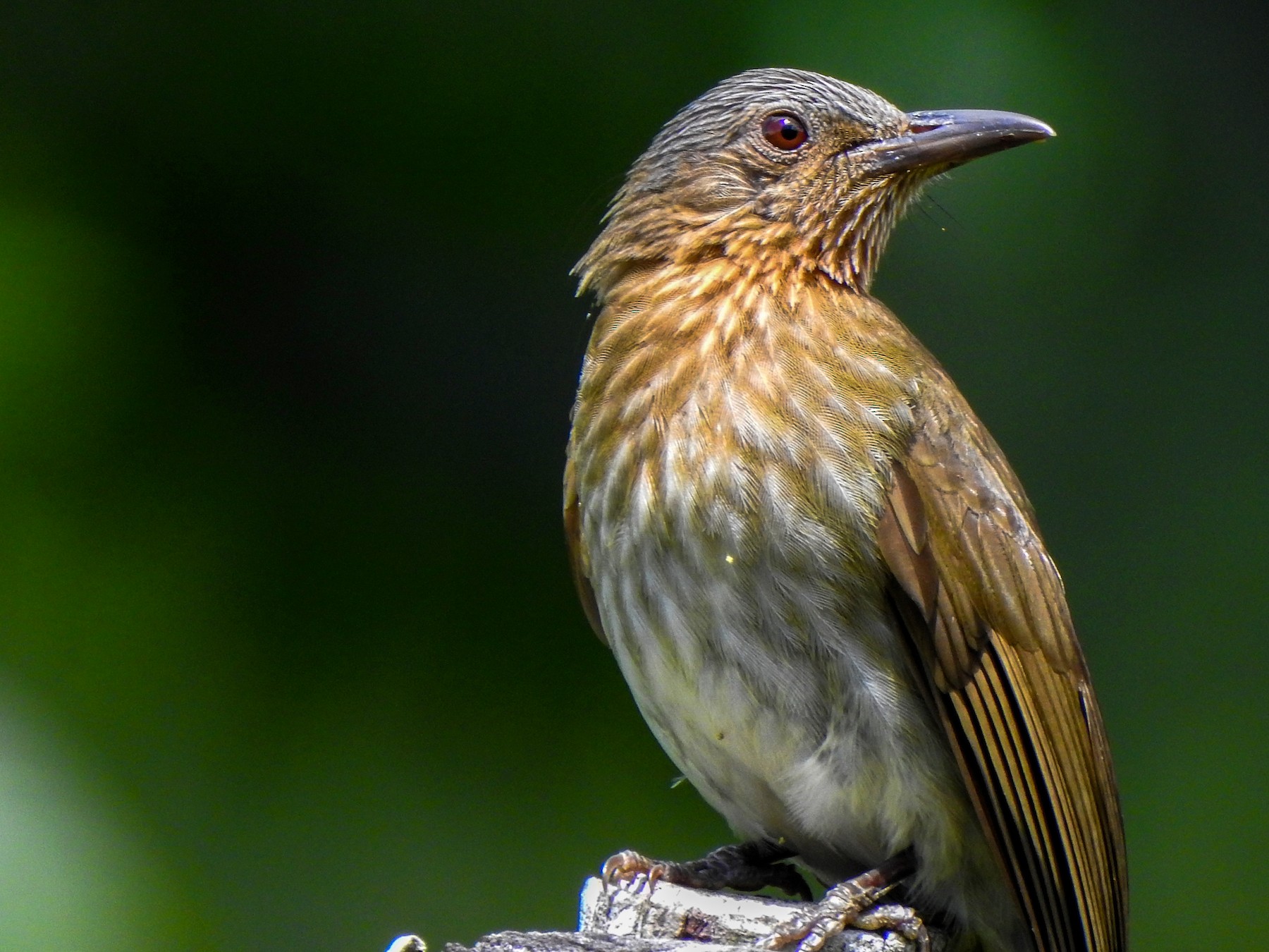 Visayan Bulbul - eBird