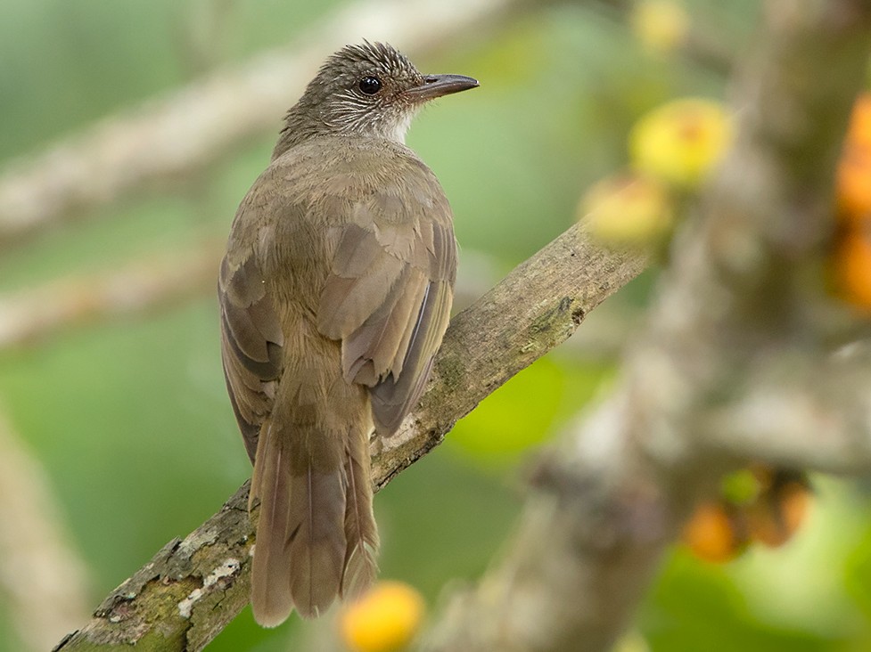 Ashy-fronted Bulbul - eBird