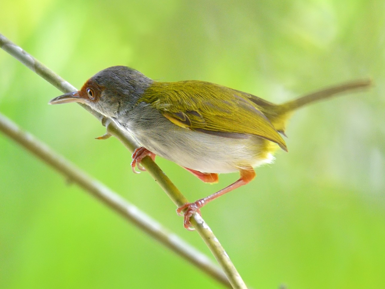 Rufous-fronted Tailorbird - eBird