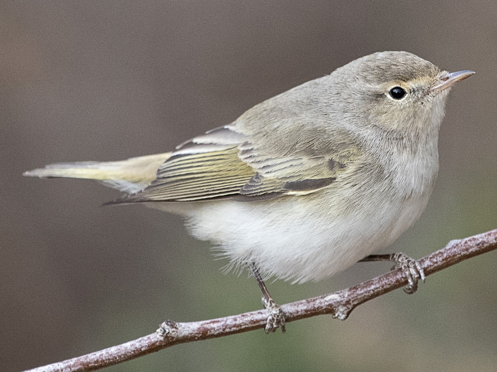 Eastern Bonelli's Warbler - eBird