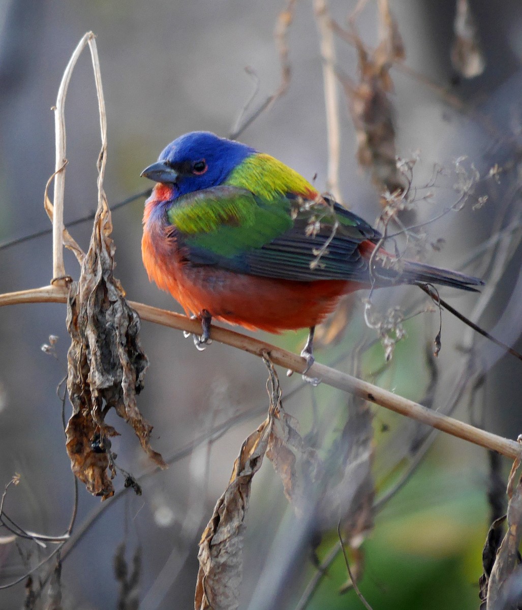 eBird Checklist - 3 Jan 2016 - Prospect Park - 9 species