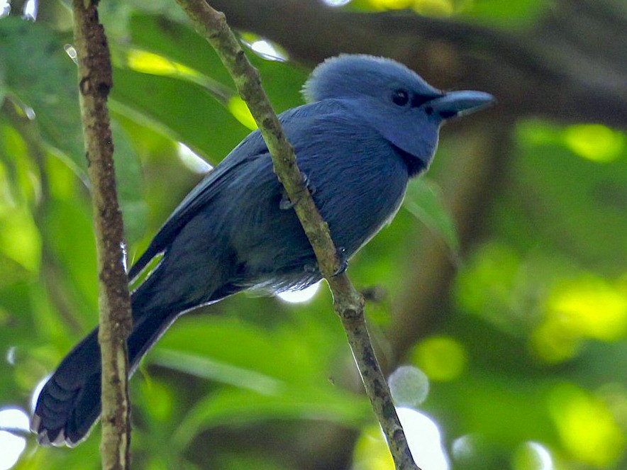 Blue Paradise-Flycatcher - eBird