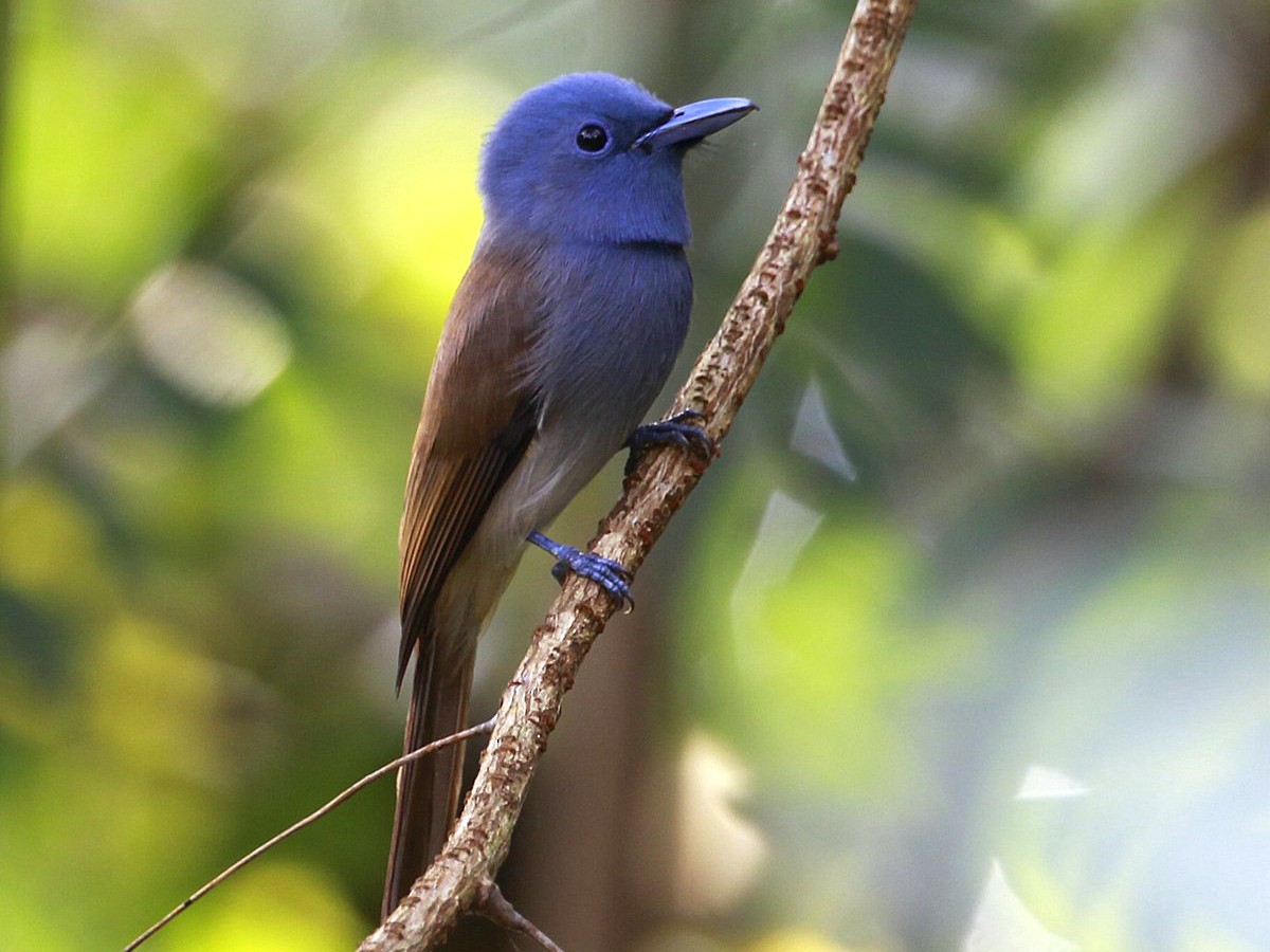 Blue Paradise-Flycatcher - eBird